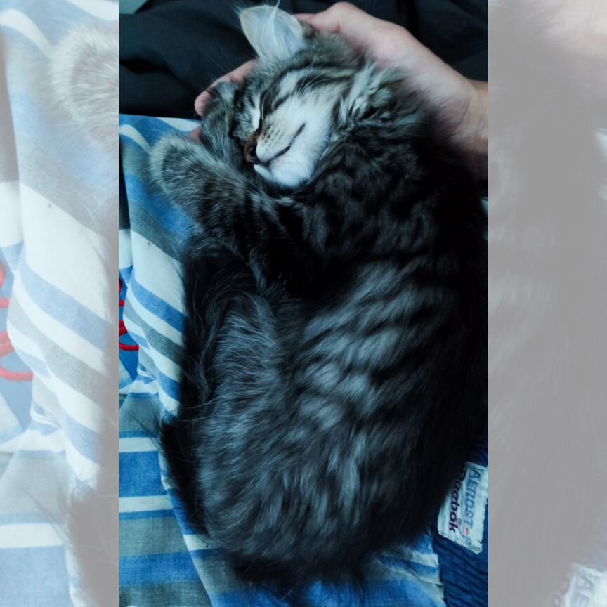 Котенок