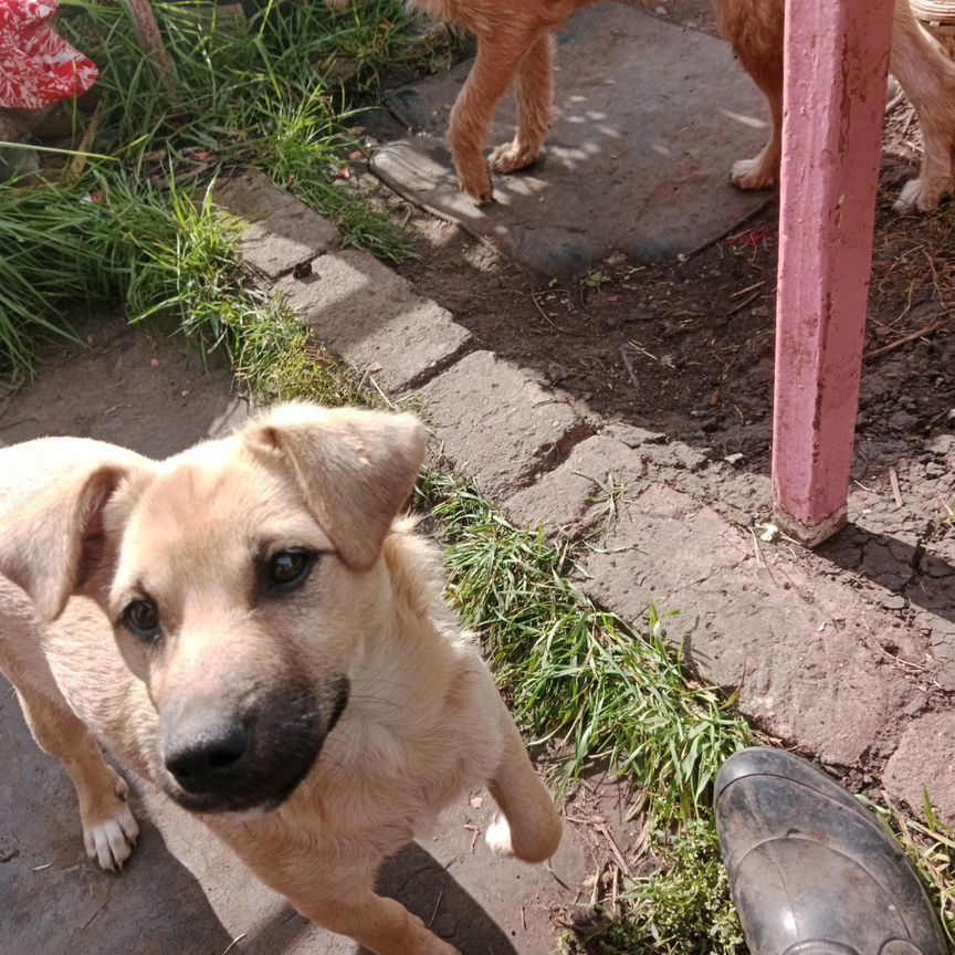 Щенок в добрые руки бесплатно маленькая порода