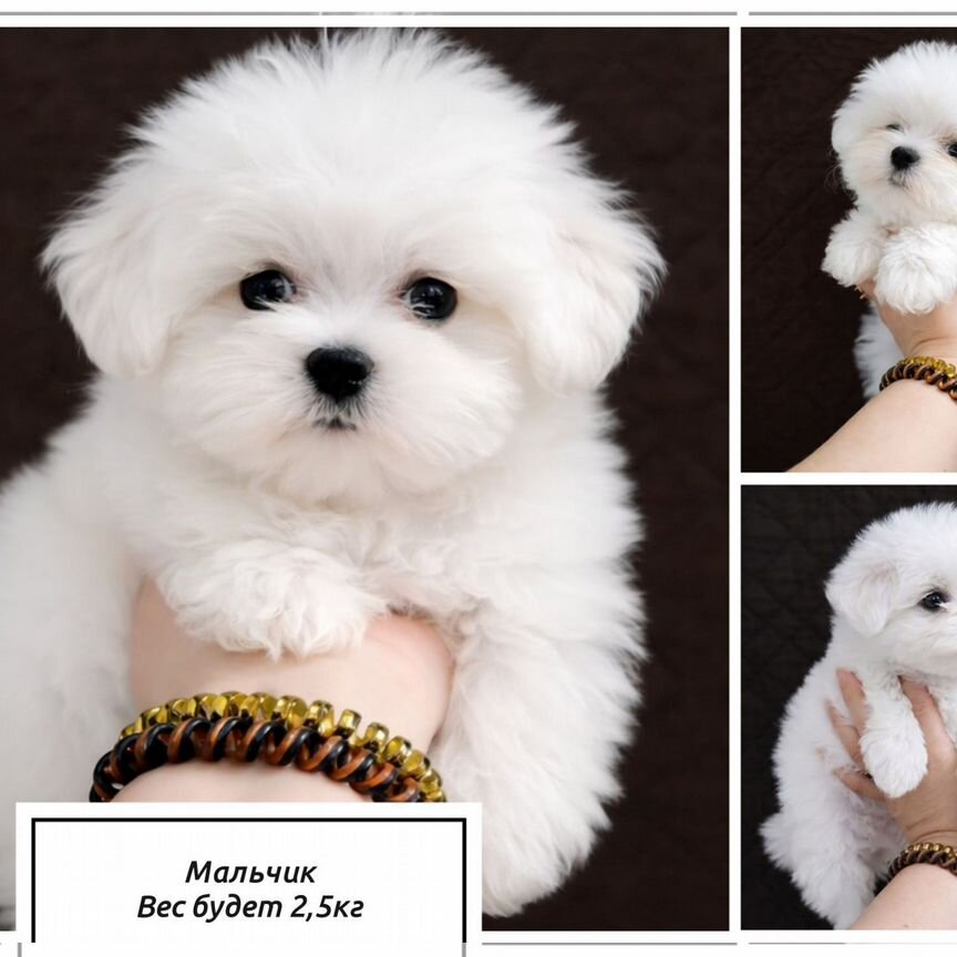 Мальтийская болонка, щенок