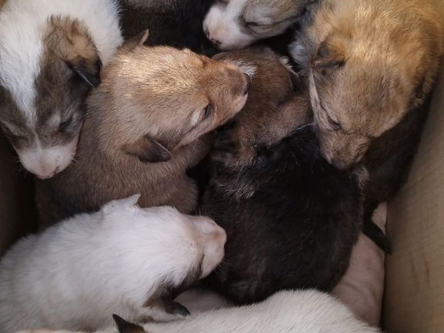 Собака в добрые руки