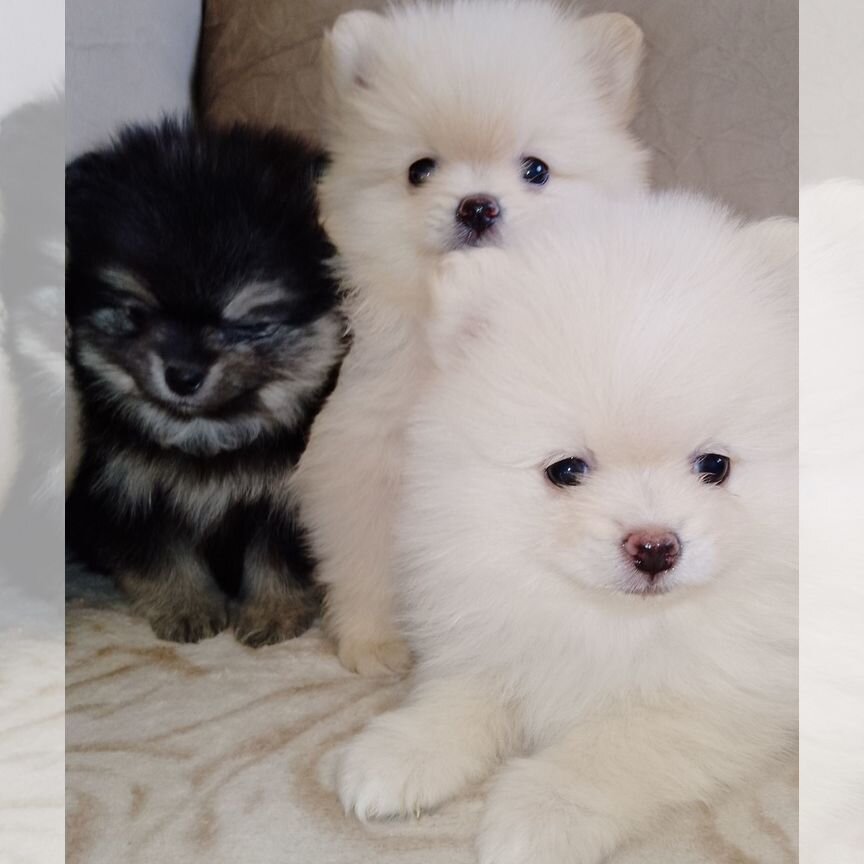 Померанский шпиц, щенок