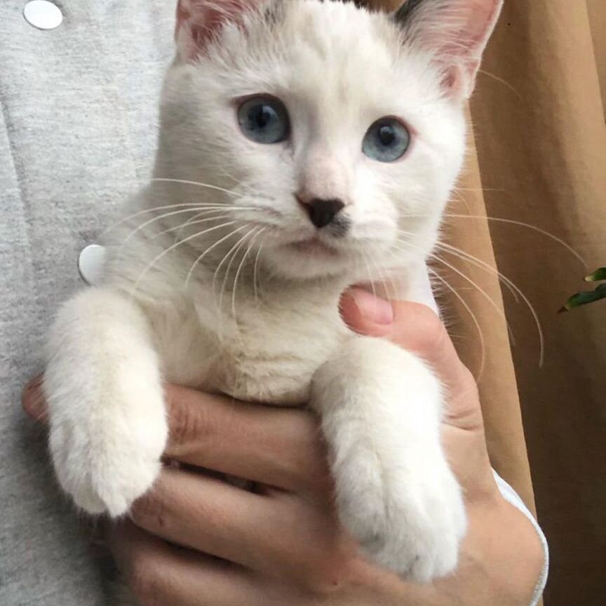 Котенок девочка в добрые руки бесплатно