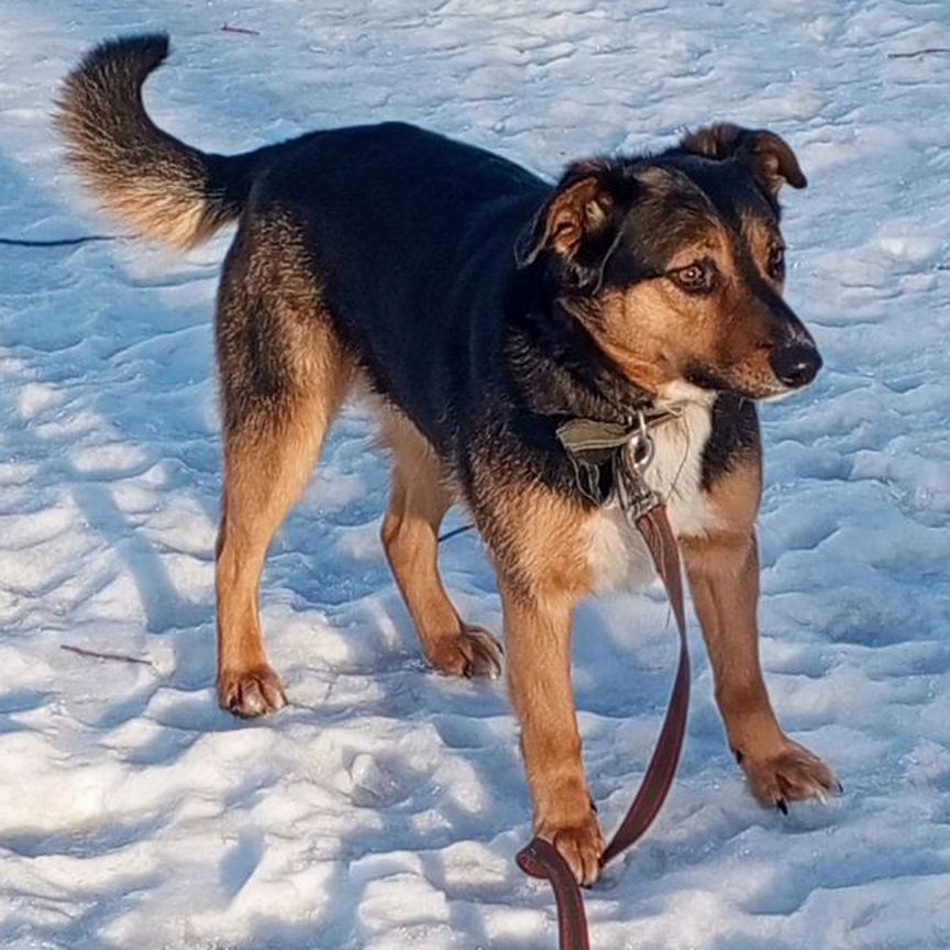 Взрослая собака в добрые руки