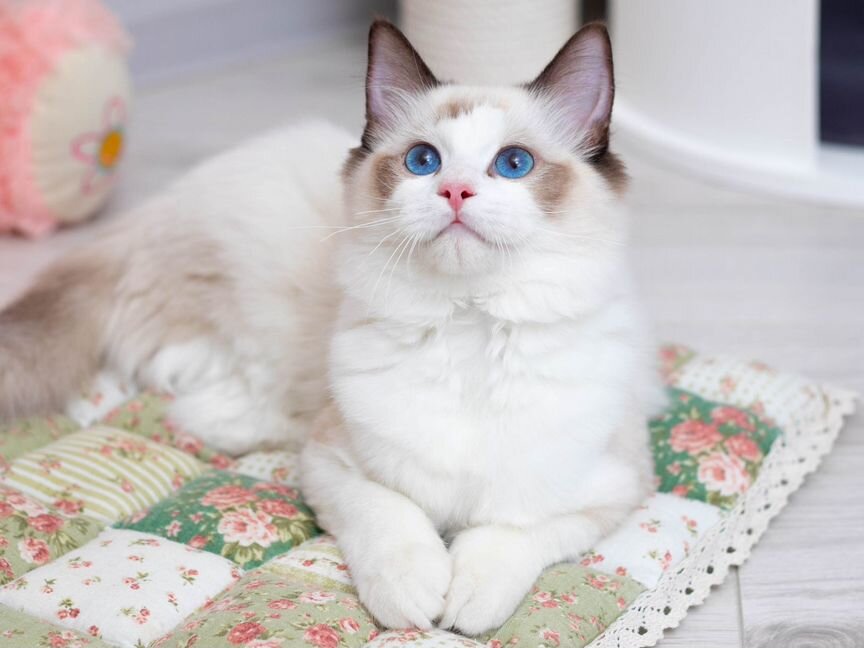 Мальчик рэгдолл