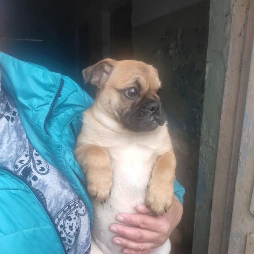 Щенок в добрые руки бесплатно