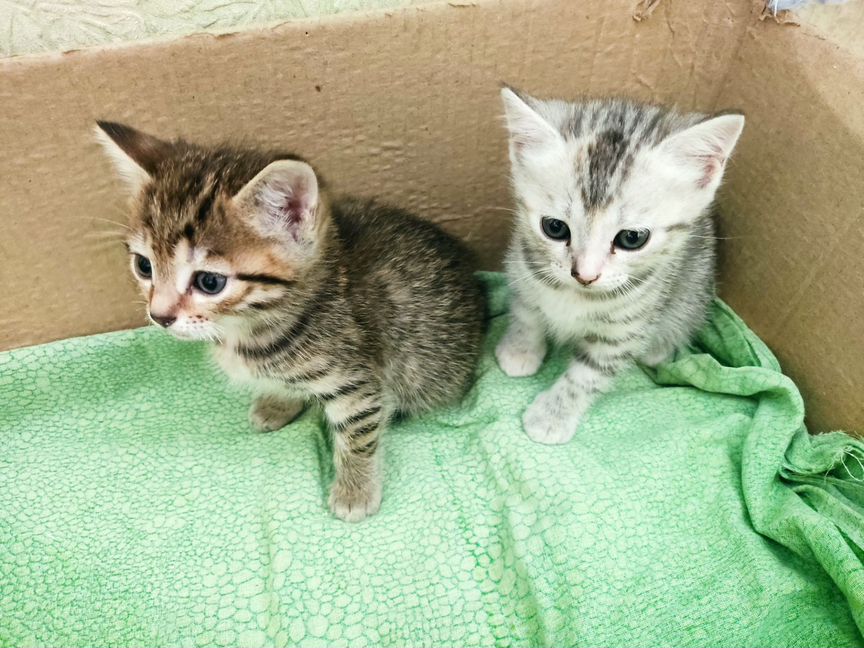 Кошки в добрые руки