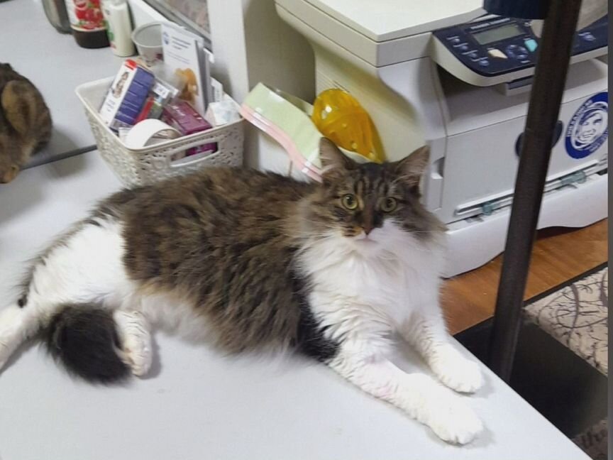 Котик Василий, ему около 5 лет