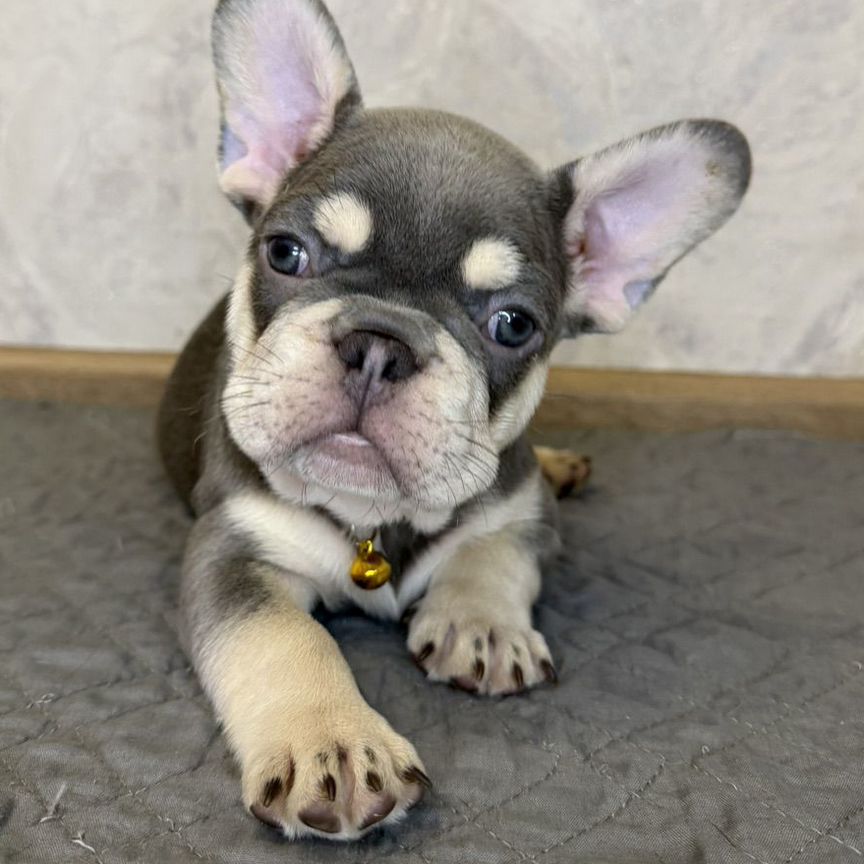 Французский бульдог, щенок