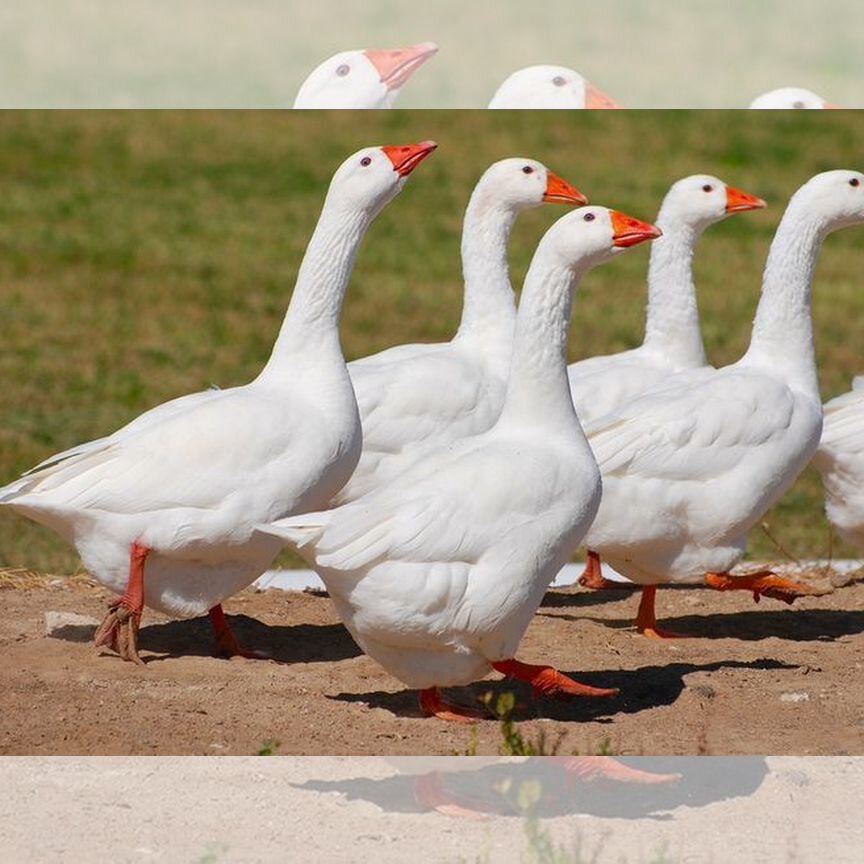 Гуси живым весом