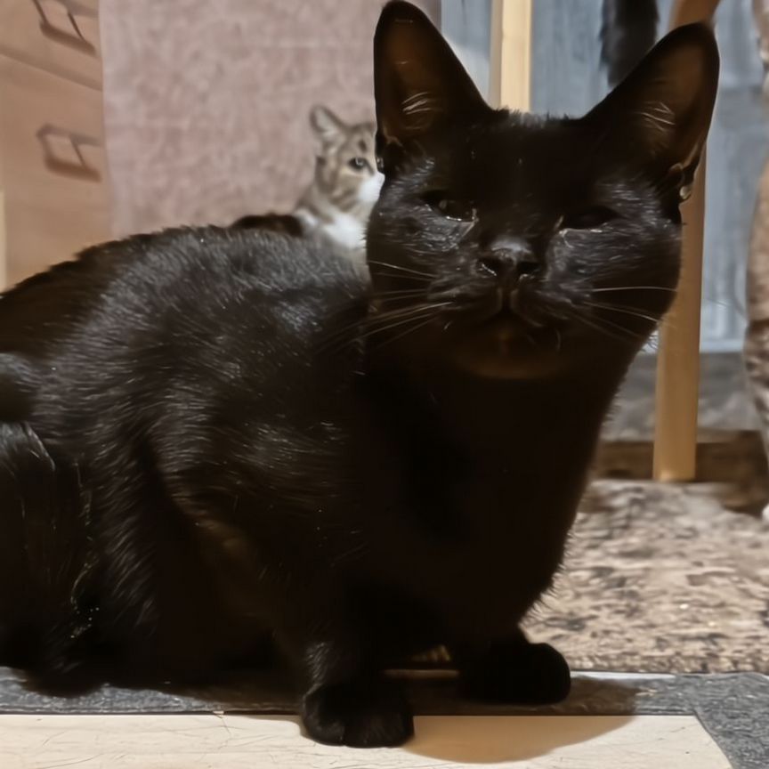 Взрослая, кошка в добрые руки