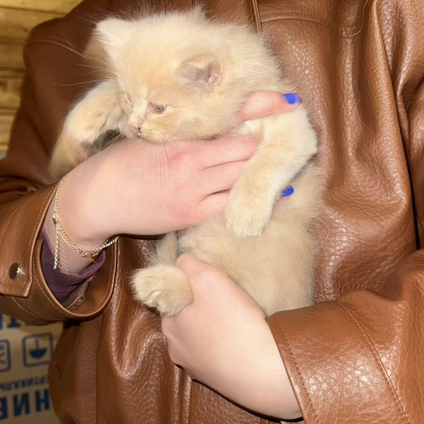 Котенок в добрый руки