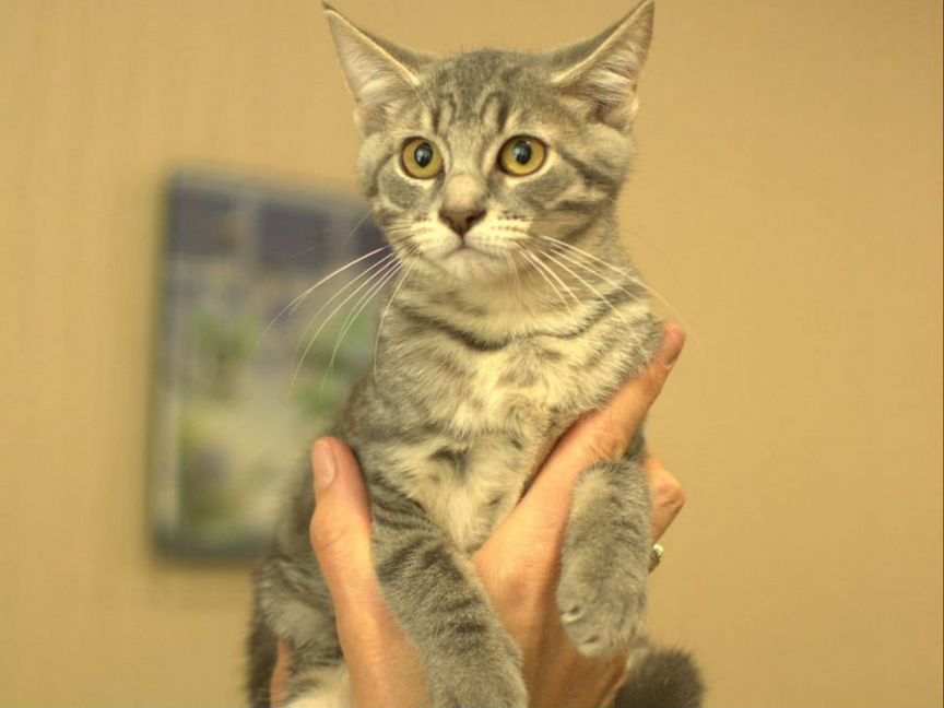 Котенок, похожий на рысь