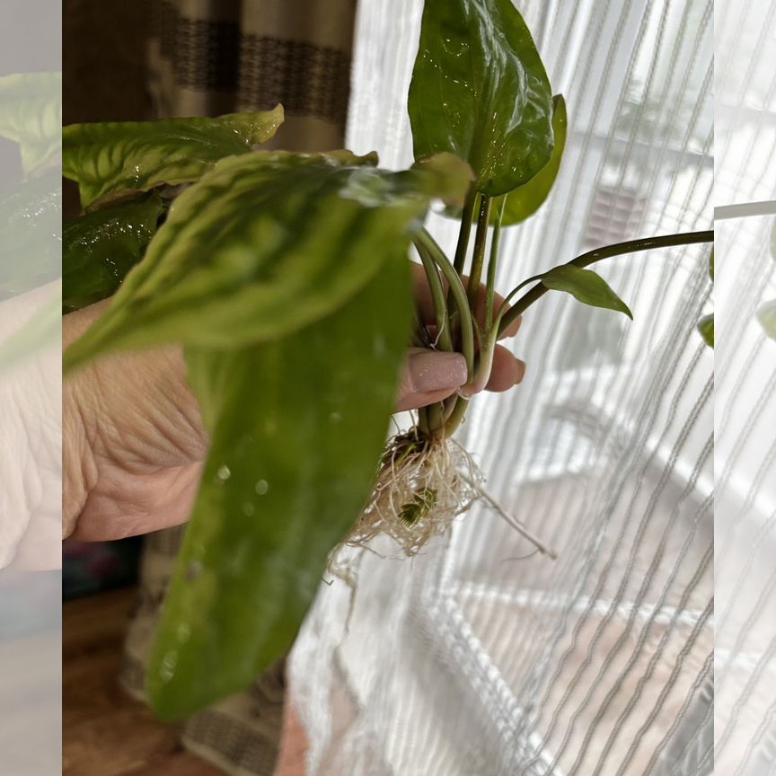 Аквариумные водоросли