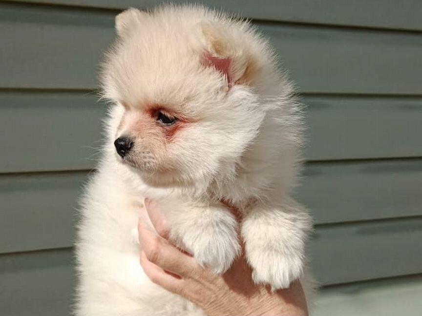 Щенки шпица