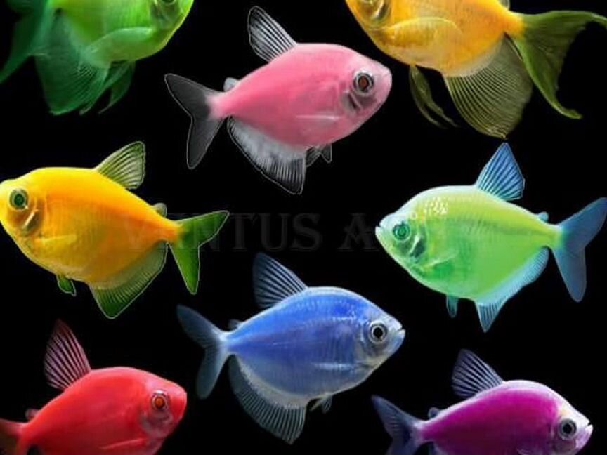 Тернеции Гло (Glofish). Тетра карамелька. Аквариум