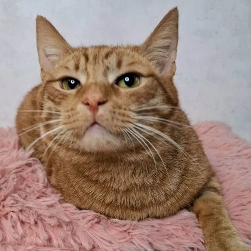 Взрослый кот в добрые руки