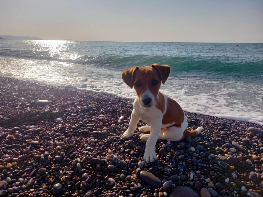 Вязка джек Рассел терьер мальчик