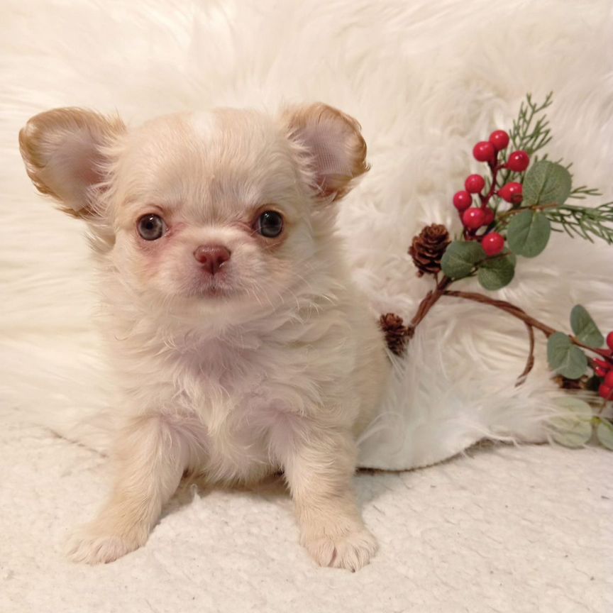 Щенки чихуахуа мини