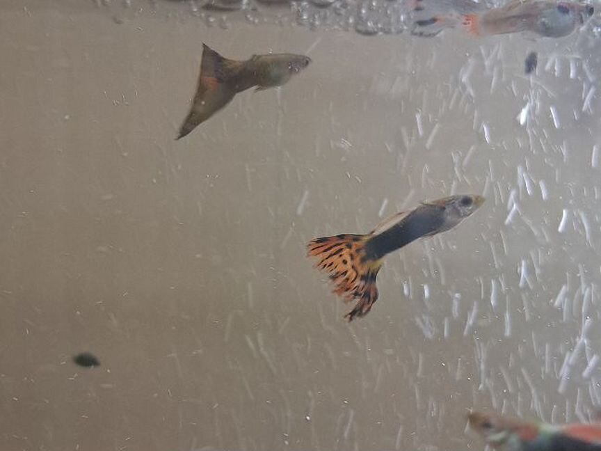 Аквариумные рыбки