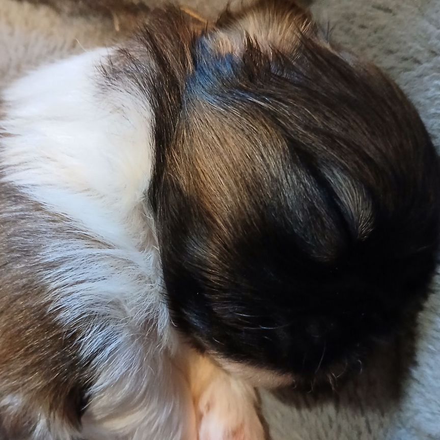 Пекинес, щенок