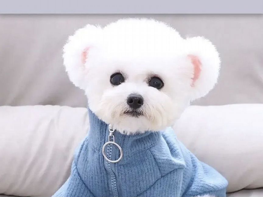 Одежда для маленьких собак