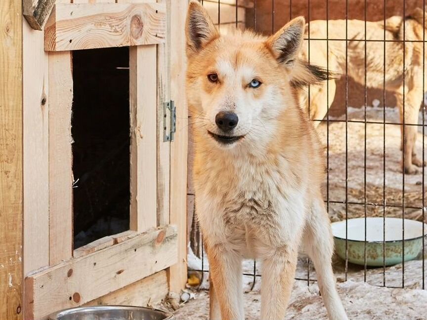 Собака в добрые руки