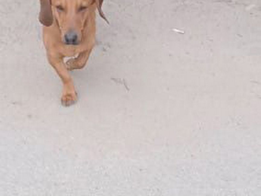 Пристраивается в добрые руки