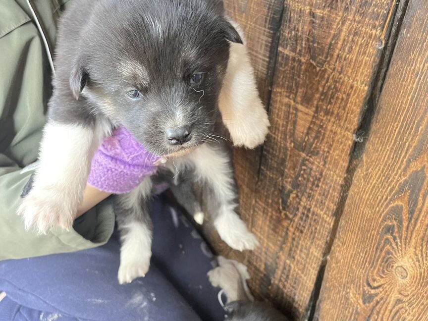 Отдам бесплатно щенки