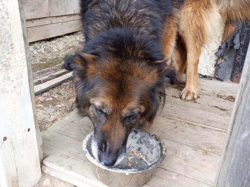 Собаке со щенками нечего есть, нужен дом