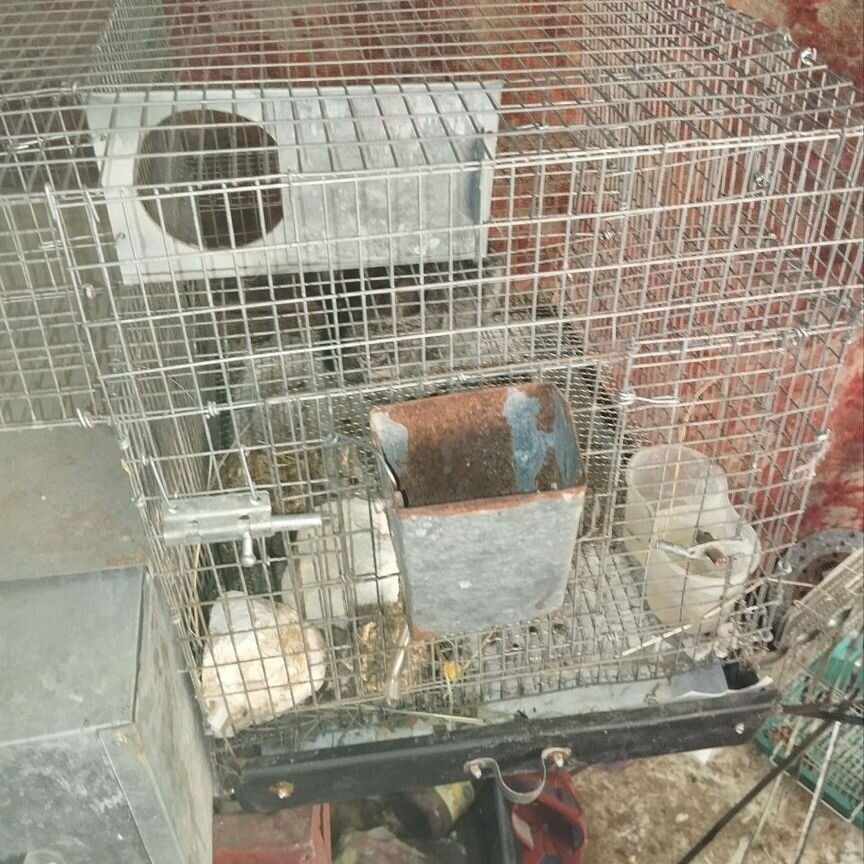 Клета для шиншилл