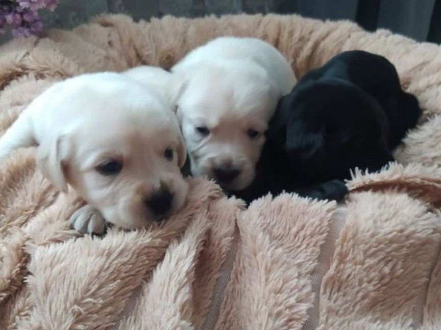 Палевые малыши