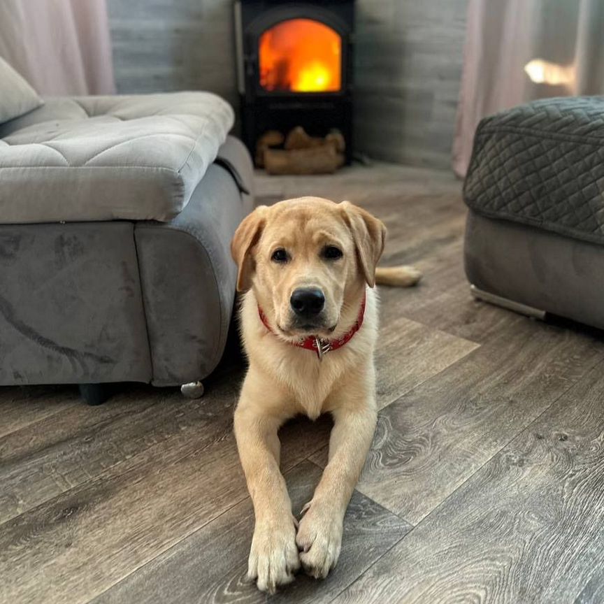 Отдадим лабрадора в хорошие руки