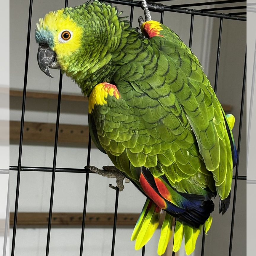 Синелобый амазон самец 10 лет