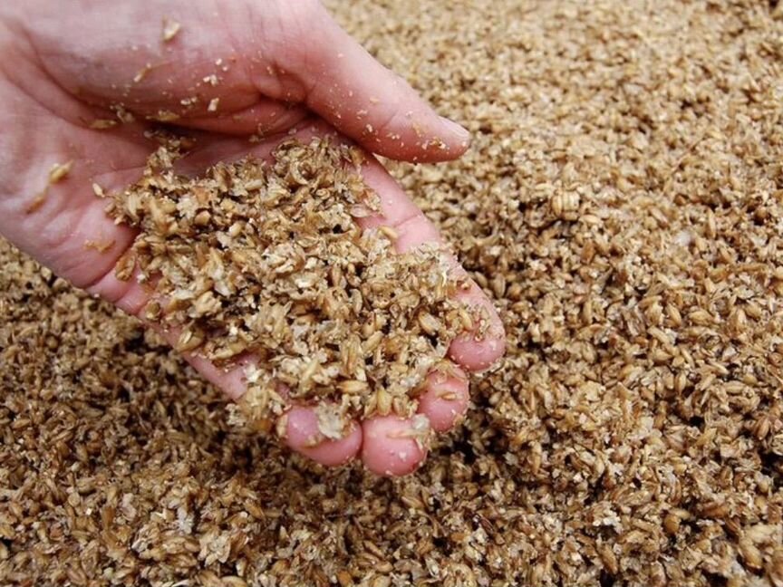 Пивная дробина влажная