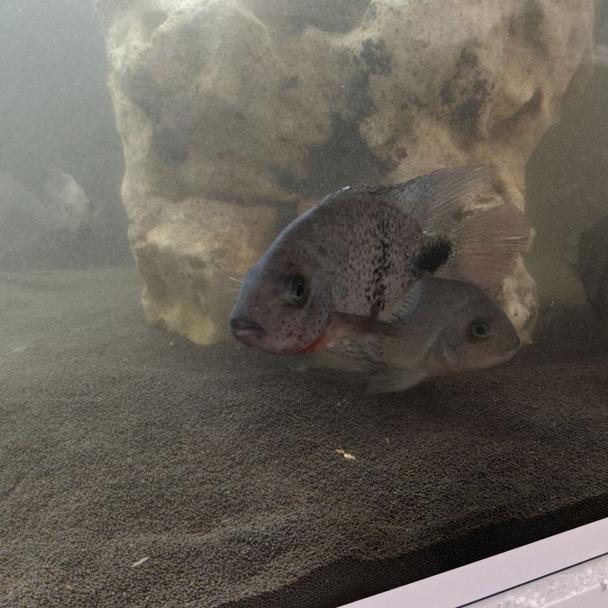 Вьеха красногорлая 4 шт