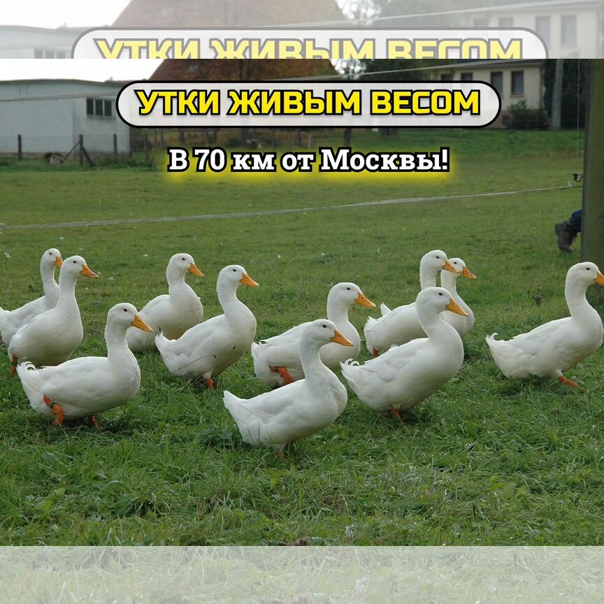 Утка домашняя живым весом / Утки живые / Яйцо утки