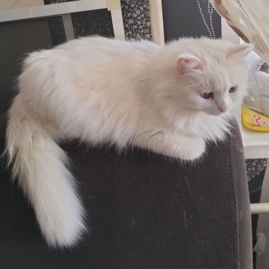 Кошка