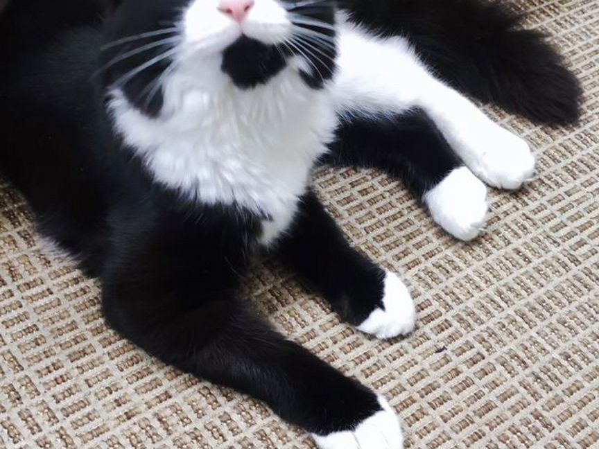 Котенок Филимон (Филя)