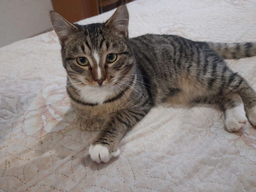 Котик