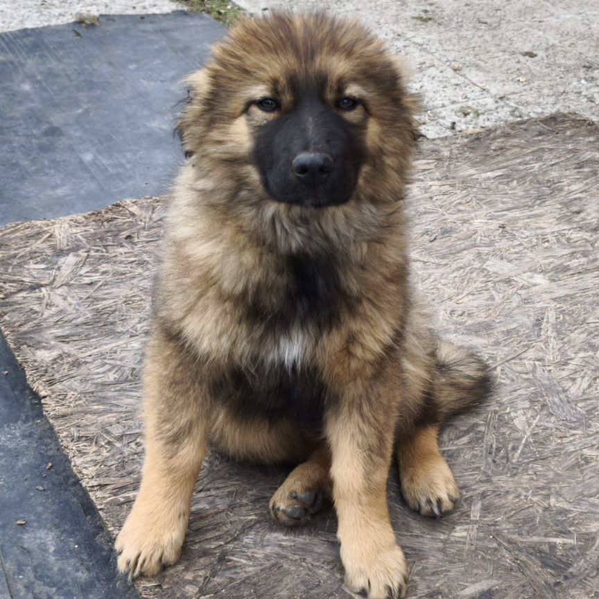 Щенок в добрые руки