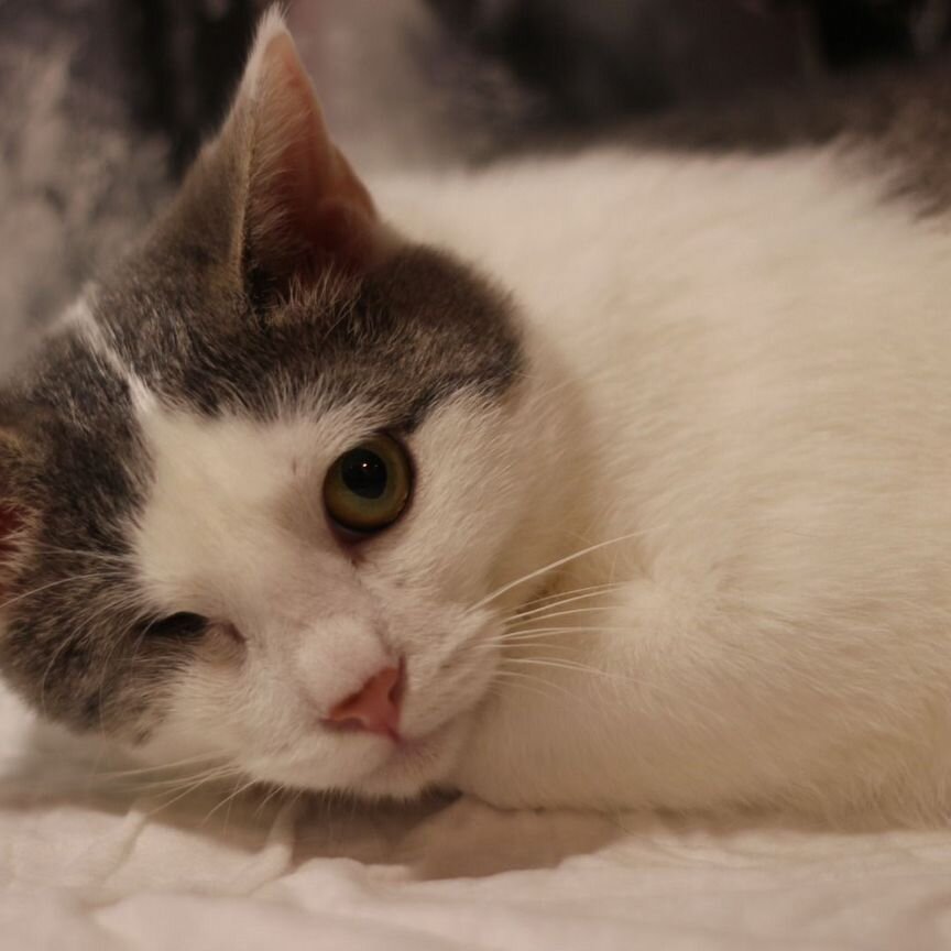 Кошка