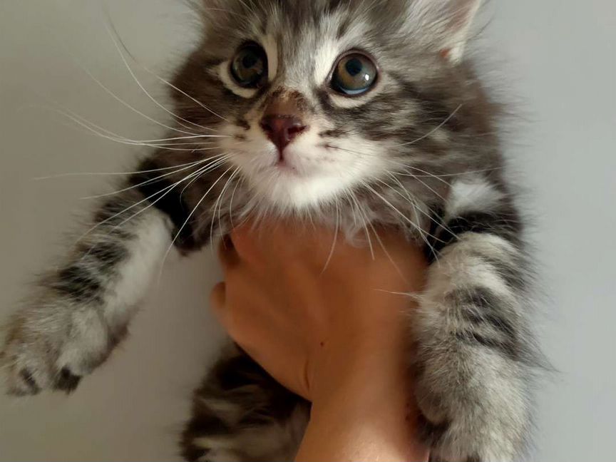 Кошка