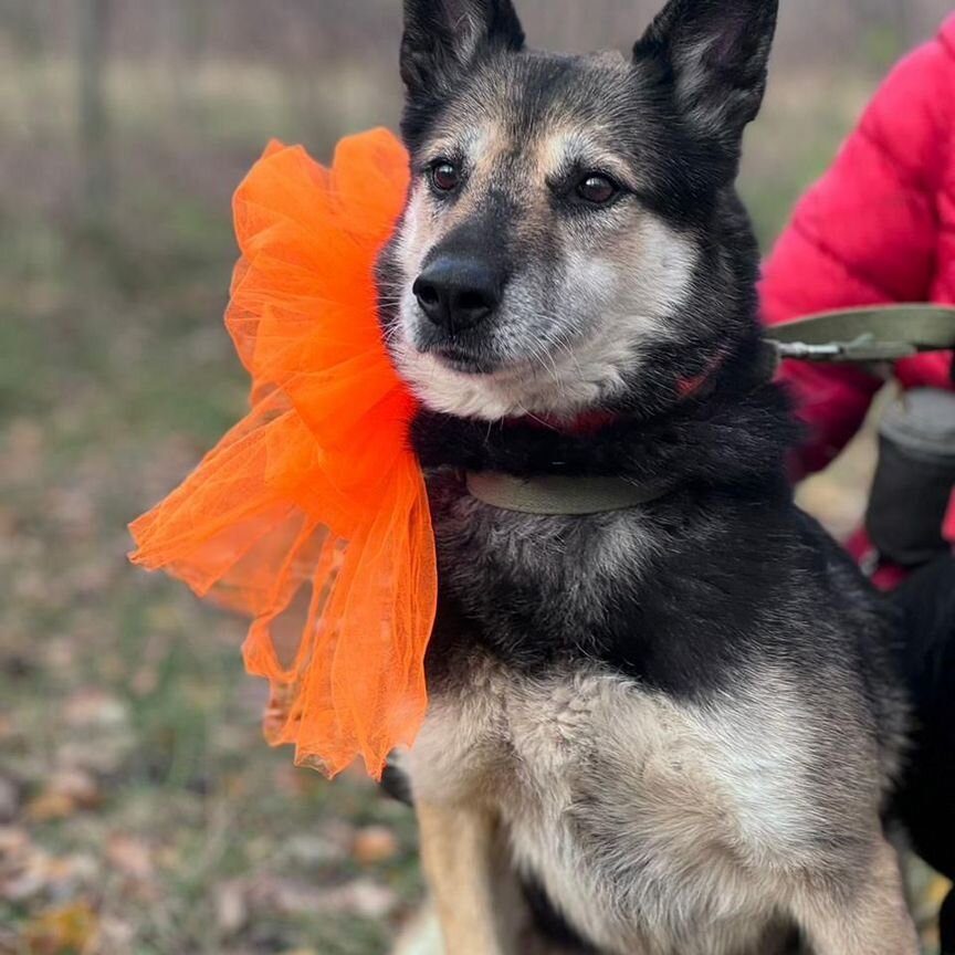 Прекрасная Верба одинока в приюте