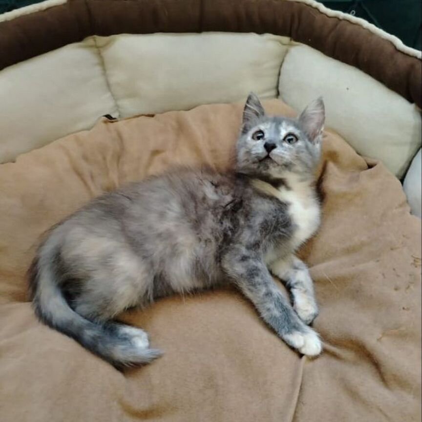 Василиса 4 месяца