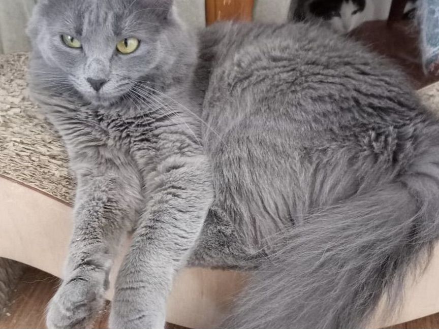 Кошки бесплатно