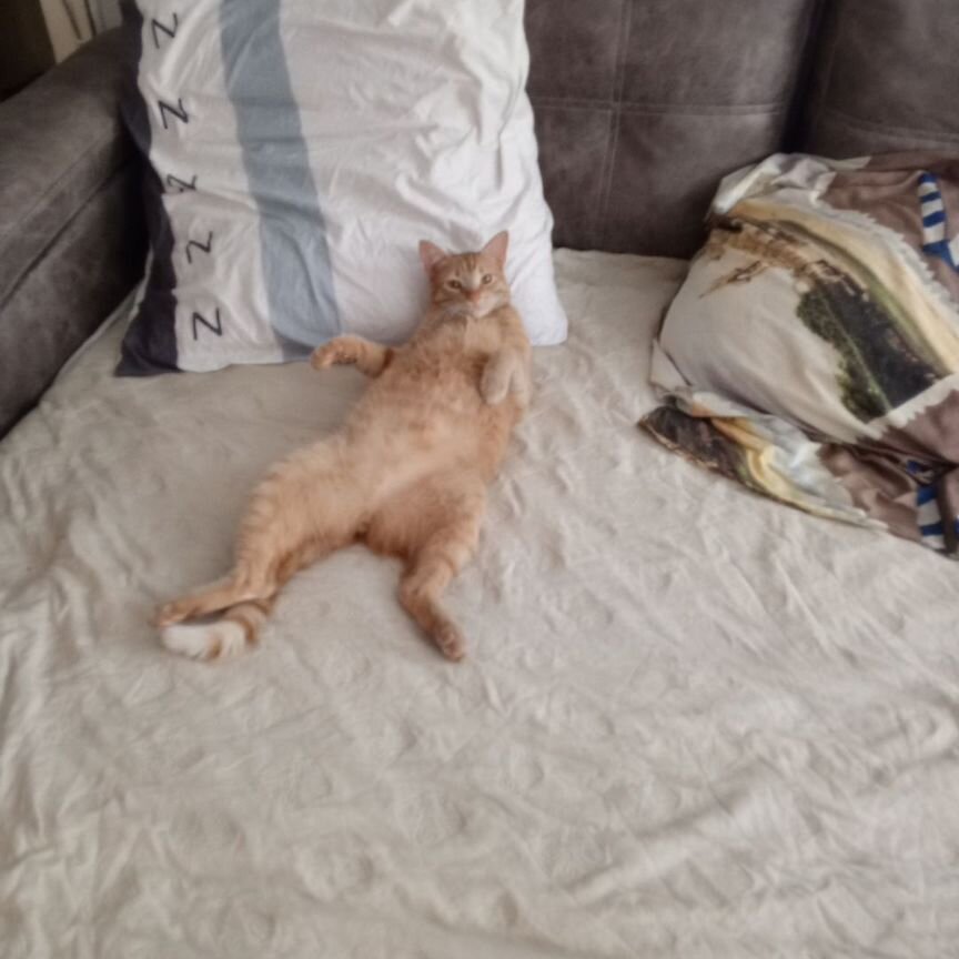 Кот в добрые руки