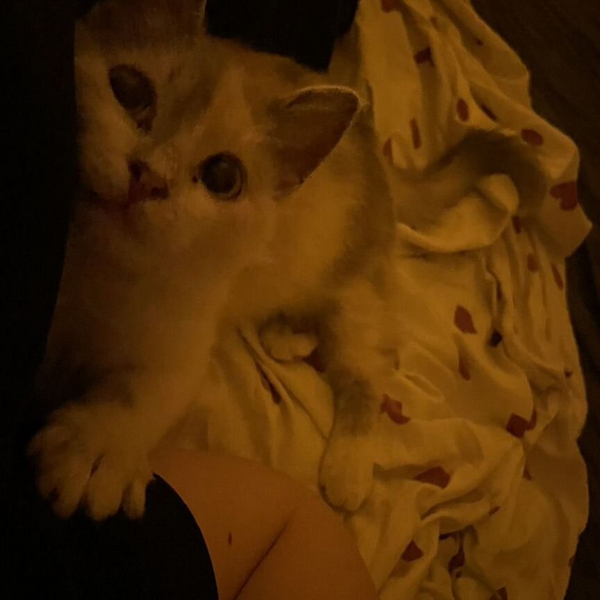 Кошечка в добрые руки
