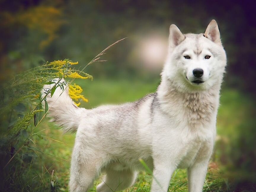 Сибирский хаски в добрые руки