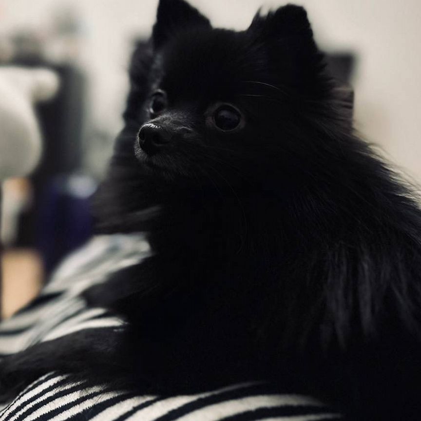 Померанский шпиц, взрослая собака