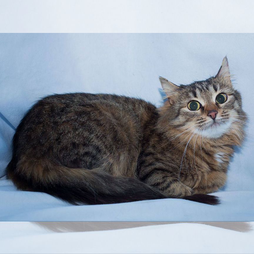 Ласковая кошка Клюква ищет дом